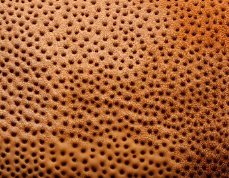 Trypophobie : définition, causes et solutions de la phobie des trous ...
