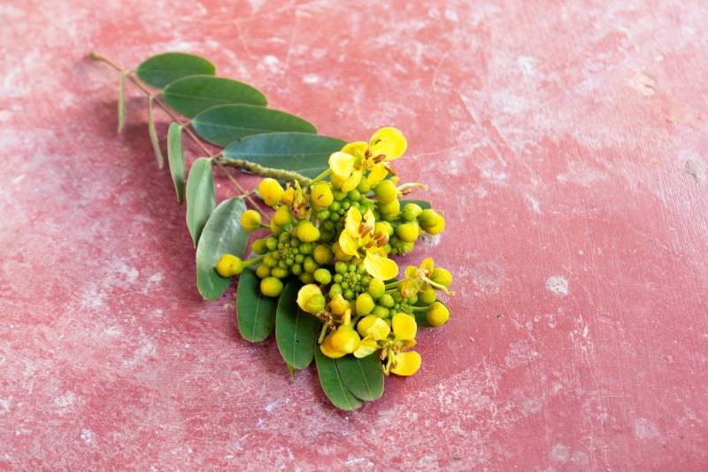 Feuille de séné : dangers, bienfaits, avis et usage | Charles.co