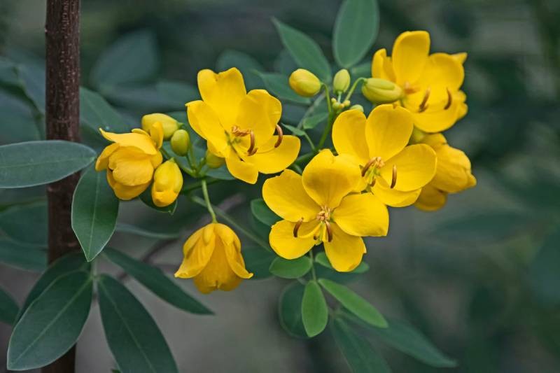 Séné : bienfaits, risques et où se le procurer | Charles.co