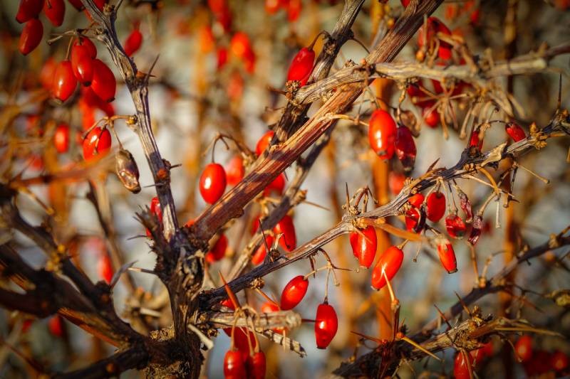 Berbérine : présentation, bienfaits et dangers | Charles.co