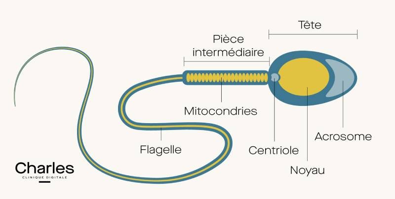 Spermatozoïdes : présentation, caractéristiques et pathologies | Charles.co