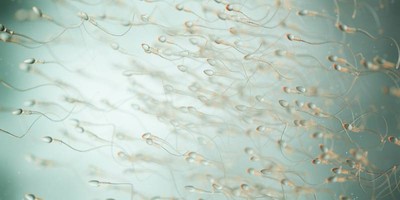 Production spermatozoïdes : où et comment sont-ils fabriqués ? | Charles.co