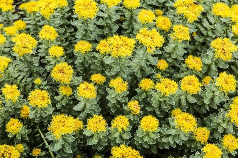 Rhodiola : bienfaits, utilisations et précautions | Charles.co