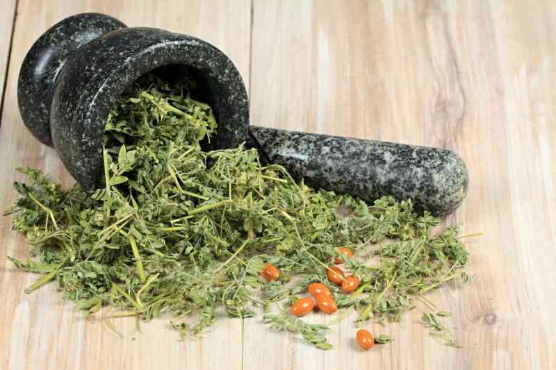 Tribulus terrestris : bienfaits, effets et risques | Charles.co