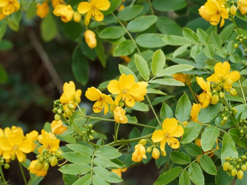 Séné plante : bienfaits, constipation et perte de poids | Charles.co