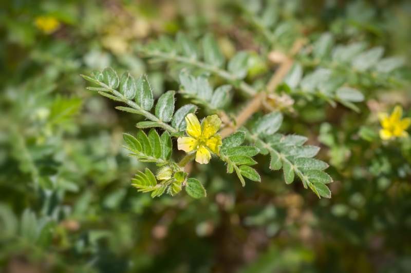 Tribulus terrestris : bienfaits, effets et risques | Charles.co