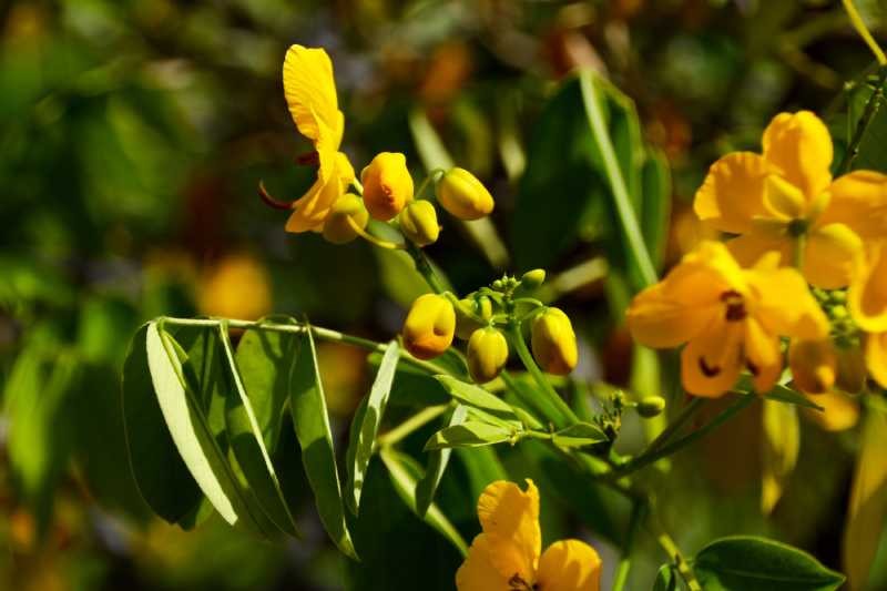 Feuille de séné : dangers, bienfaits, avis et usage | Charles.co