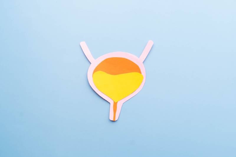 Vessie : anatomie, douleurs et maladies | Charles.co