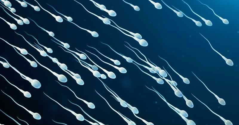 Production spermatozoïdes : où et comment sont-ils fabriqués ? | Charles.co