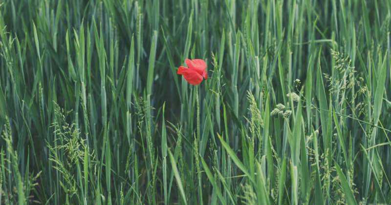 Bouton rouge sur le gland : petit bouton après l’amour, VIH et ...