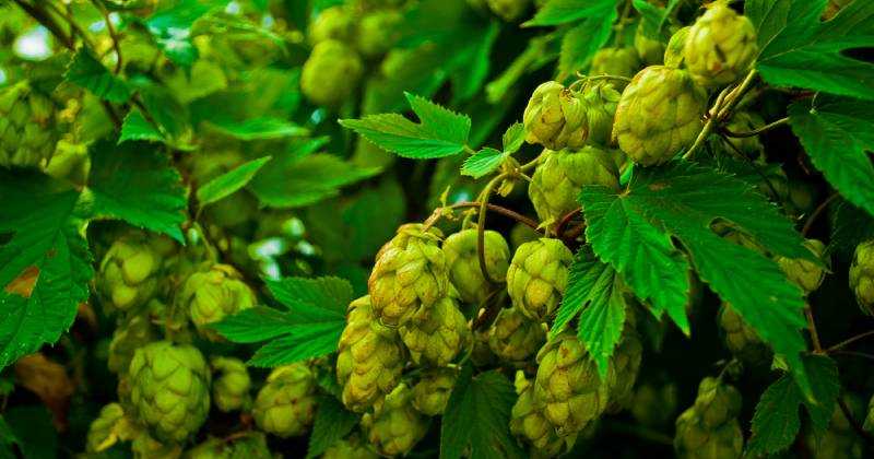 Houblon : origines, vertus et dangers | Charles.co