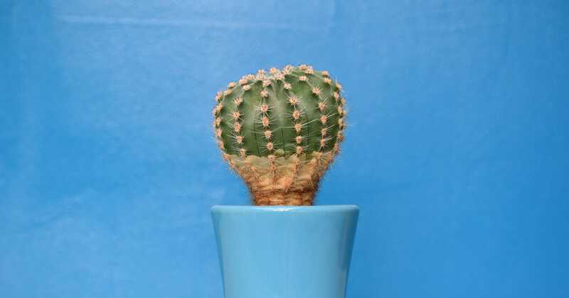 Tache rouge sur le gland : les causes et comment se soigner ? | Charles.co