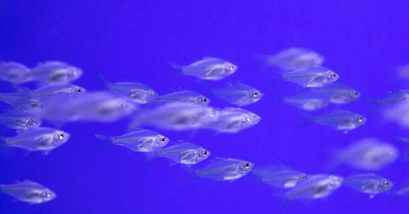 Qu'est-ce que l'oligospermie ? Les causes de cette infertilité | Charles.co