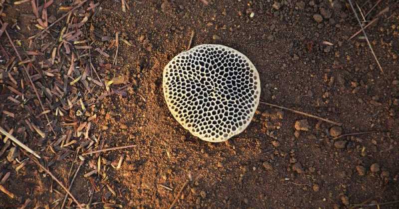 Trypophobie : définition, causes et solutions de la phobie des trous ...