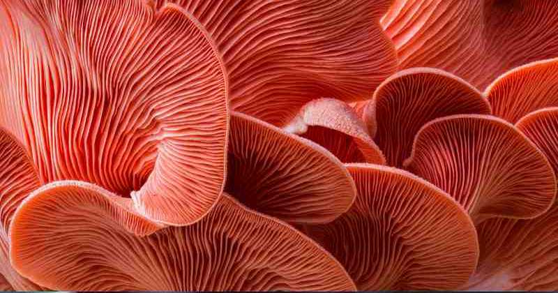 Condylome : les verrues génitales sont-elles dangereuses ? | Charles.co