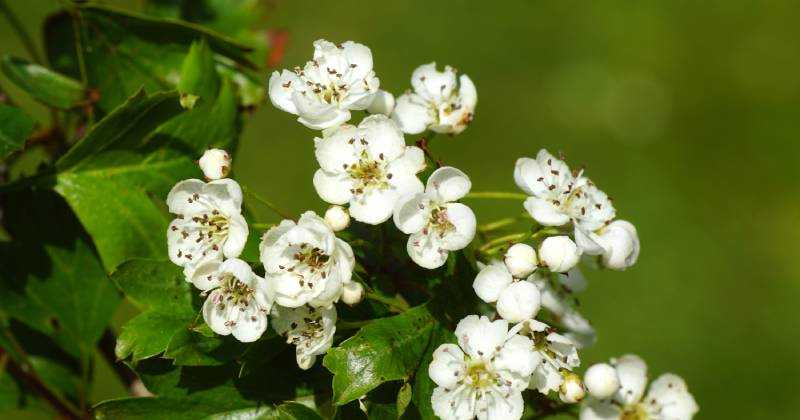 Aubépine : bienfaits, dangers et effets secondaires | Charles.co